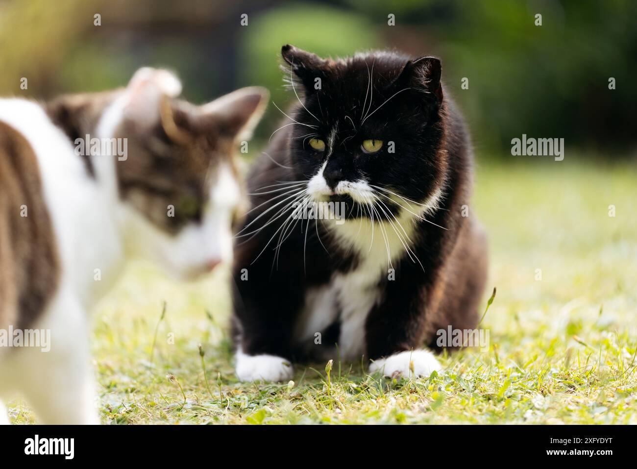 Romping in the garden hi-res stock photography and images - Alamy