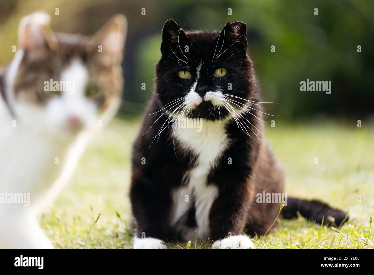 Romping in the garden hi-res stock photography and images - Alamy