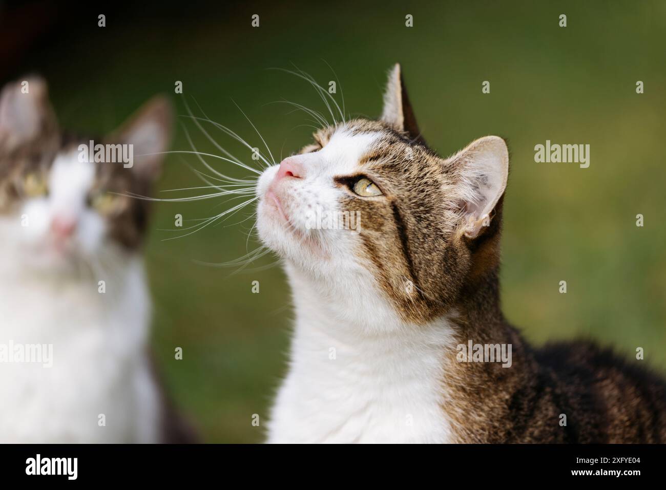 Romping in the garden hi-res stock photography and images - Alamy