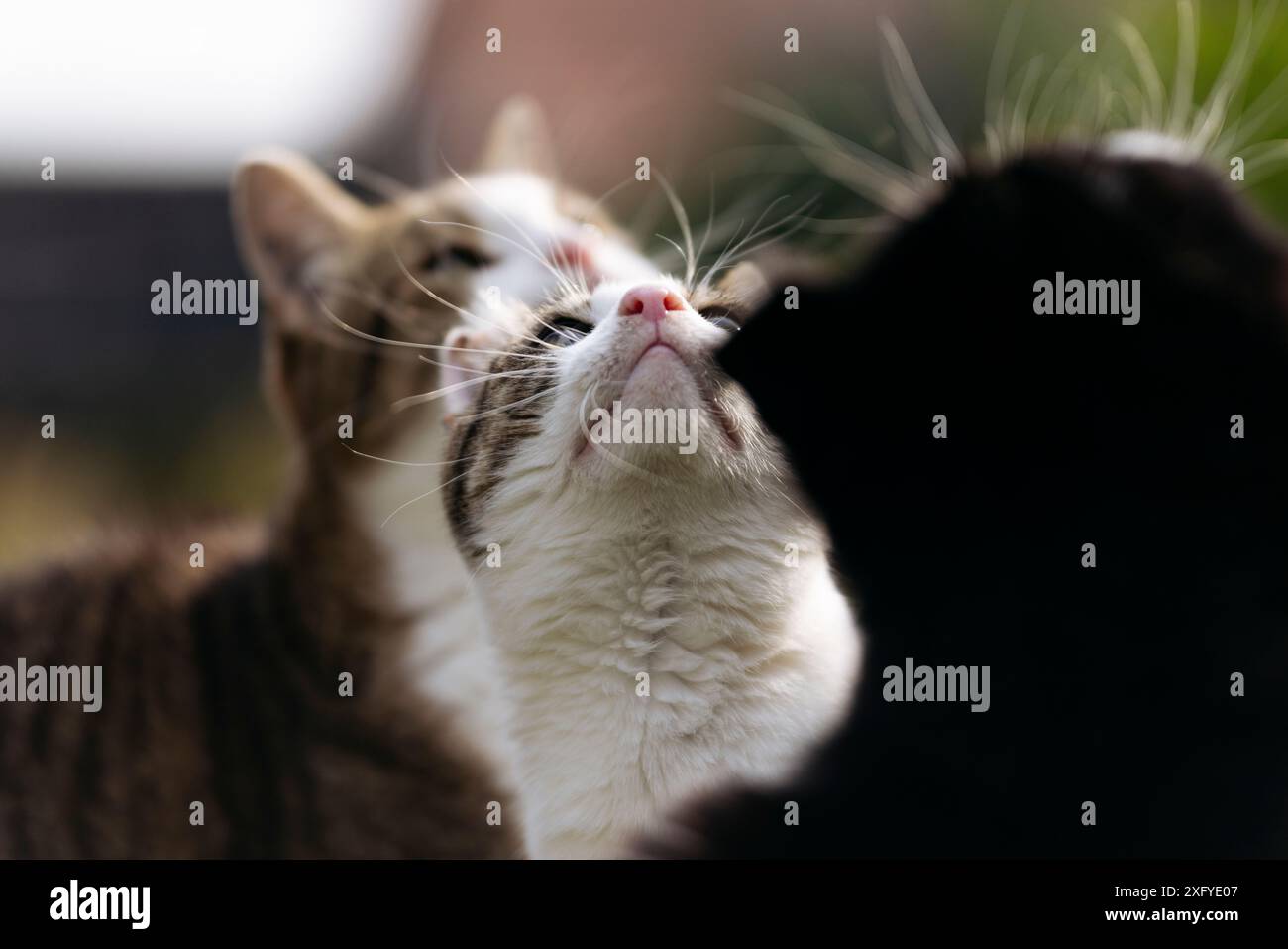 Domestic cats playing and romping in the garden Stock Photo - Alamy