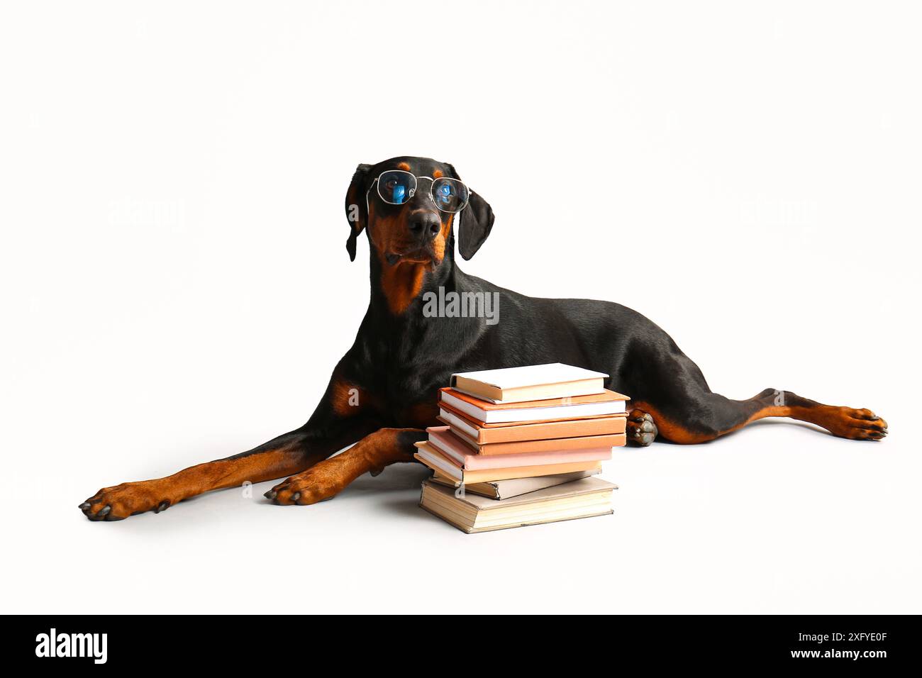 Cute Dobermann dog with stack of books lying on light background Stock ...