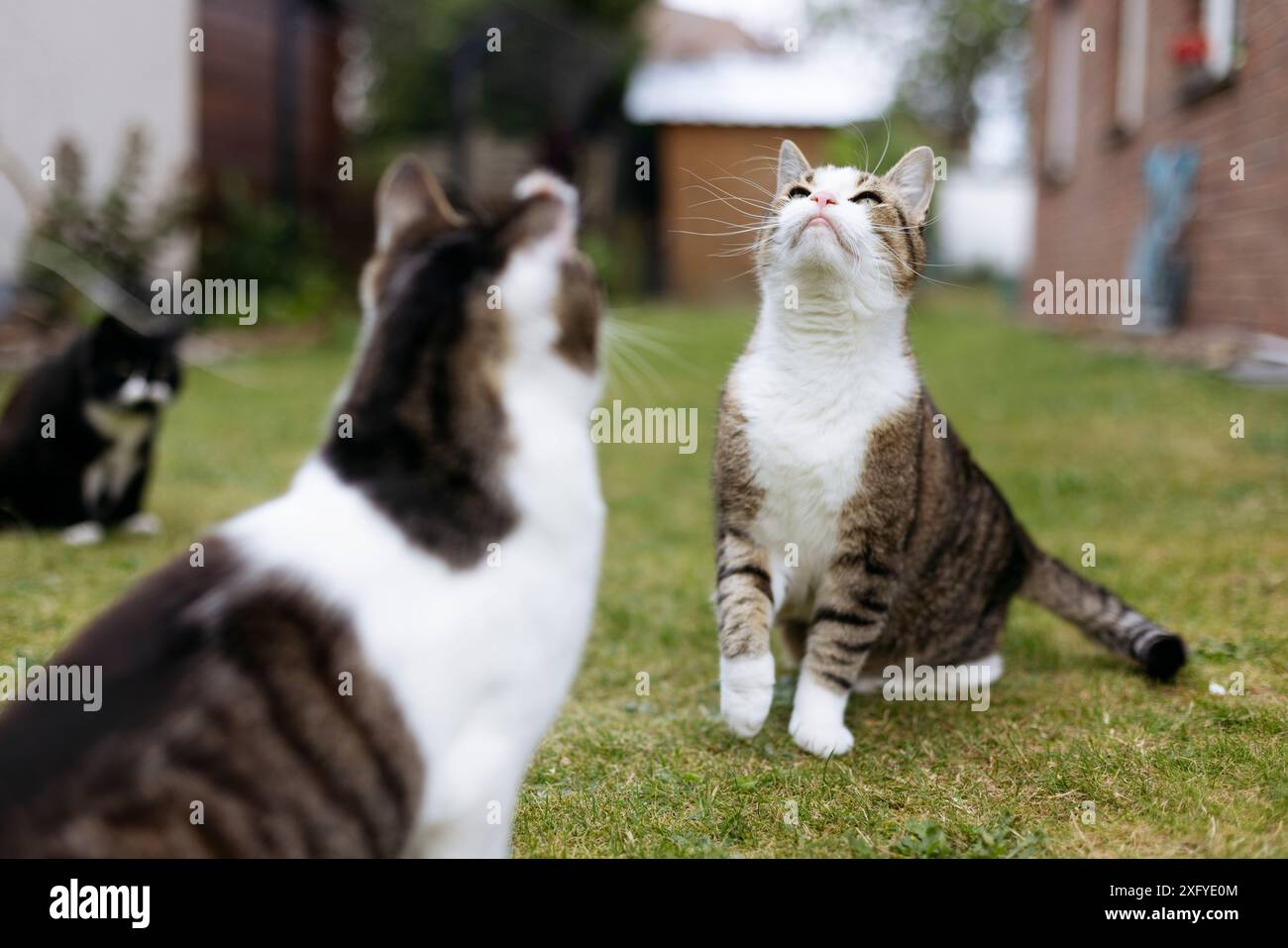 Romping in the garden hi-res stock photography and images - Alamy