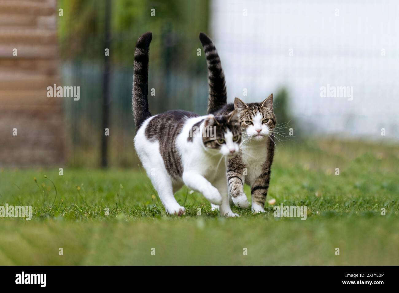 2 Cats Walking Together