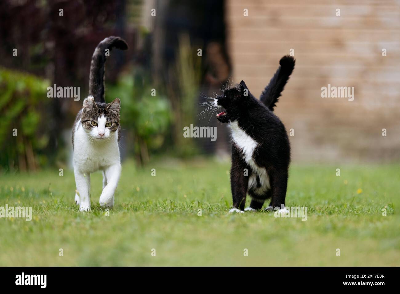 2 domestic cats together in the garden Stock Photo - Alamy