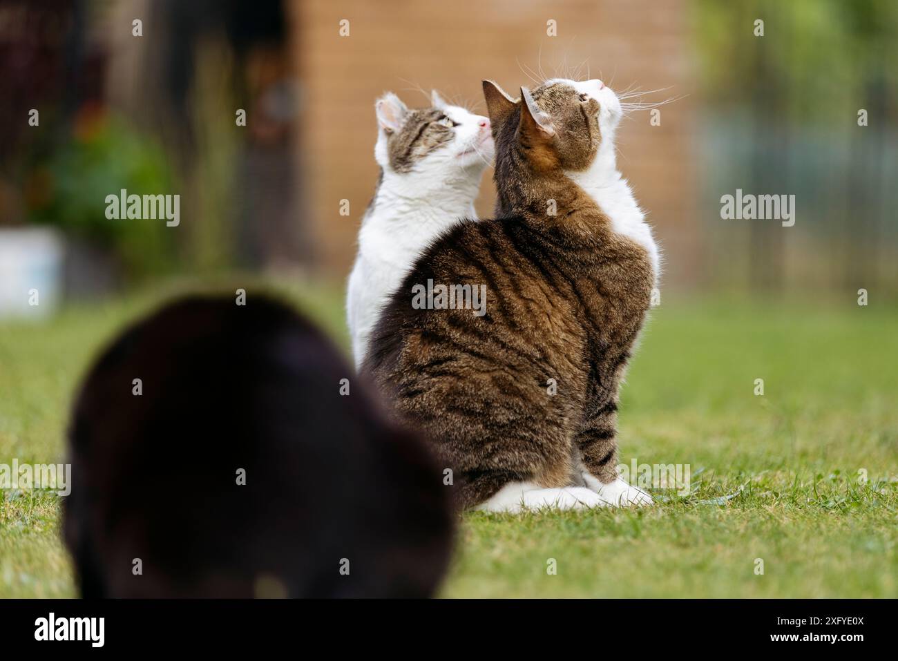 Domestic cats playing and romping in the garden Stock Photo - Alamy