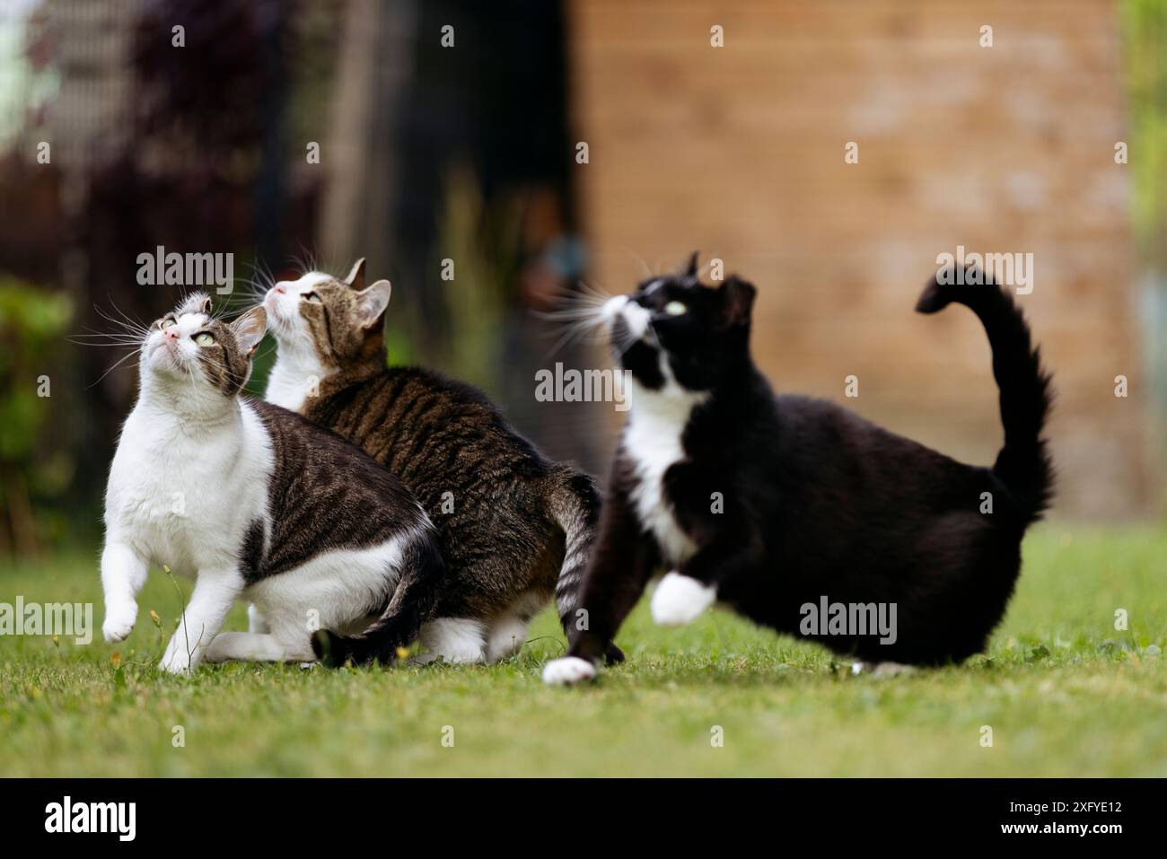 Cats play hi-res stock photography and images - Alamy
