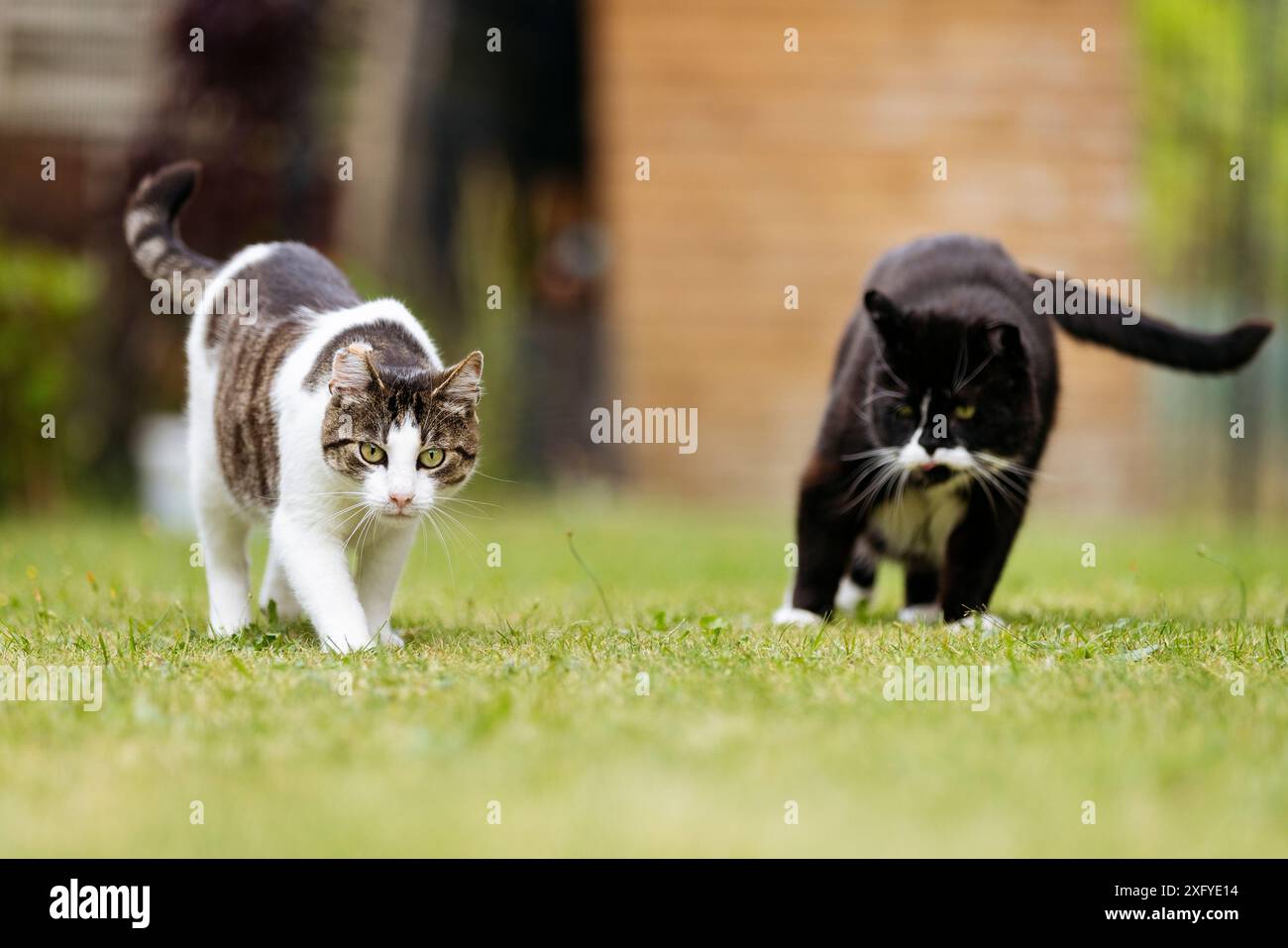Domestic two cats walking hi-res stock photography and images - Alamy