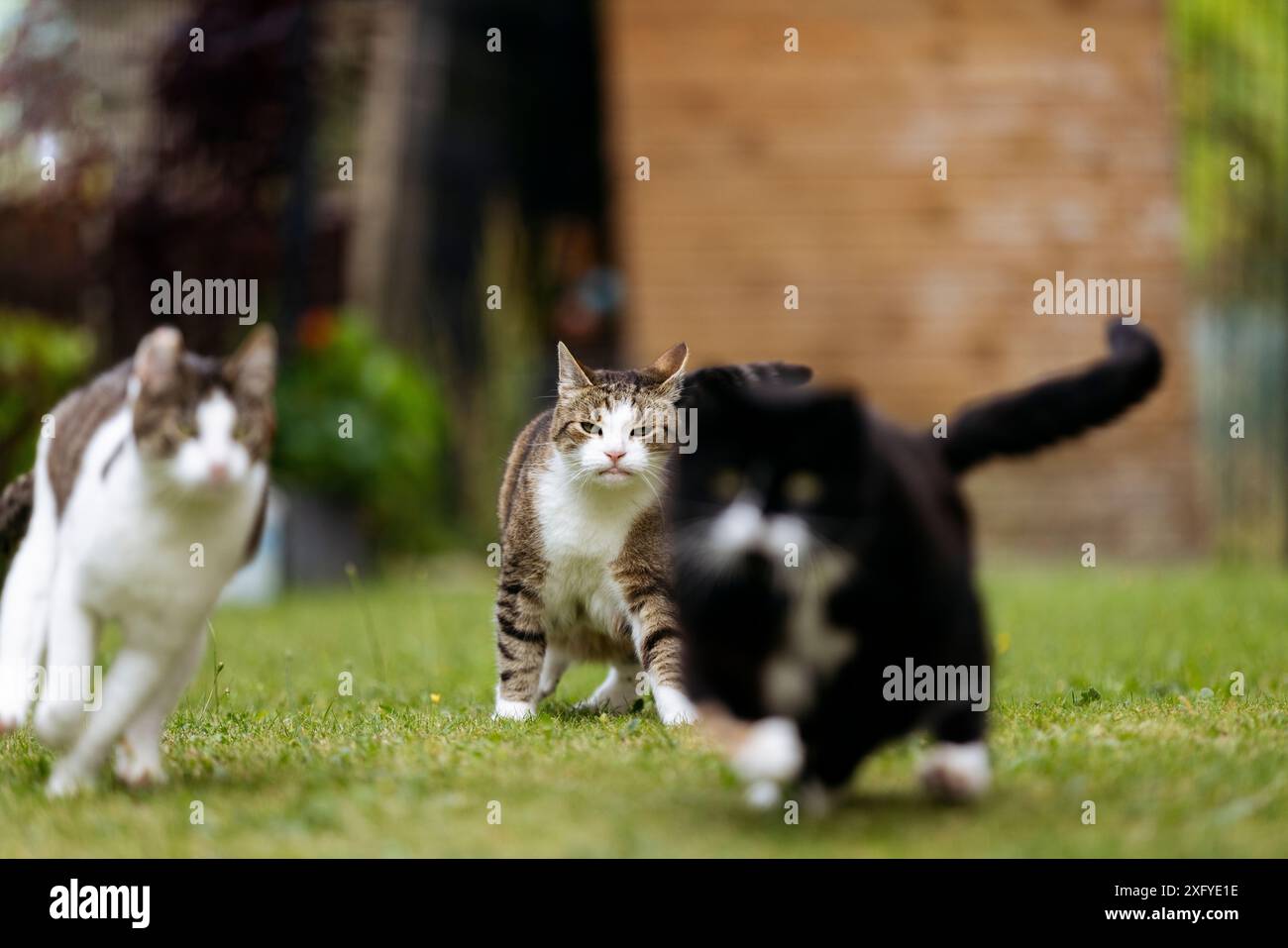 House full of cats hi-res stock photography and images - Alamy