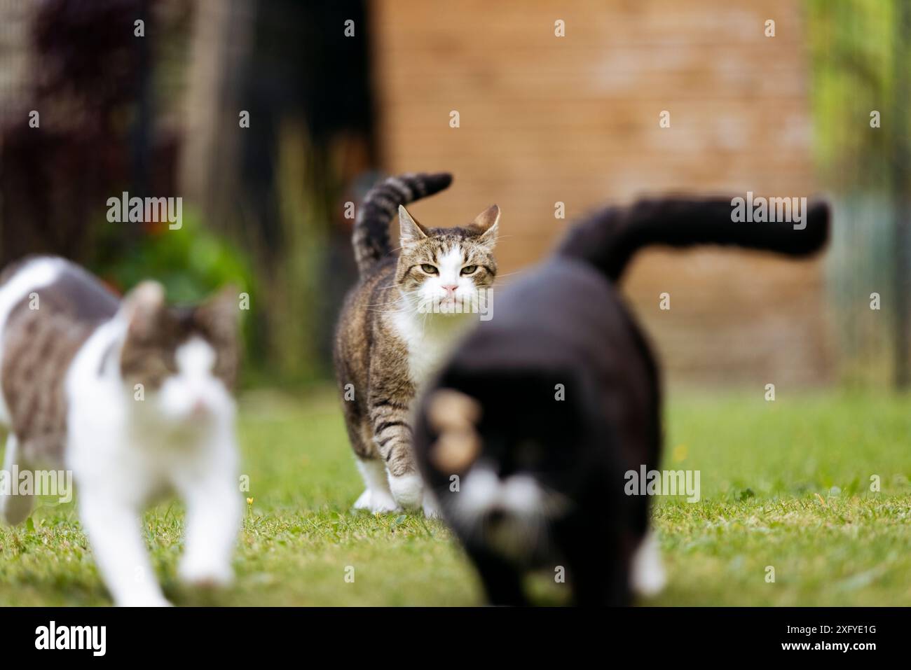 Romping in the garden hi-res stock photography and images - Alamy