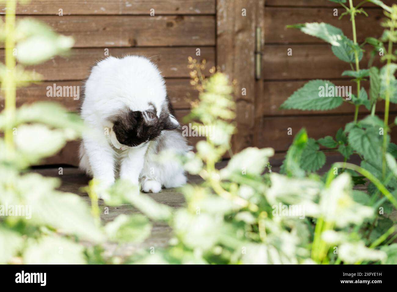 Maine Coone cat outside in the countryside Stock Photo - Alamy