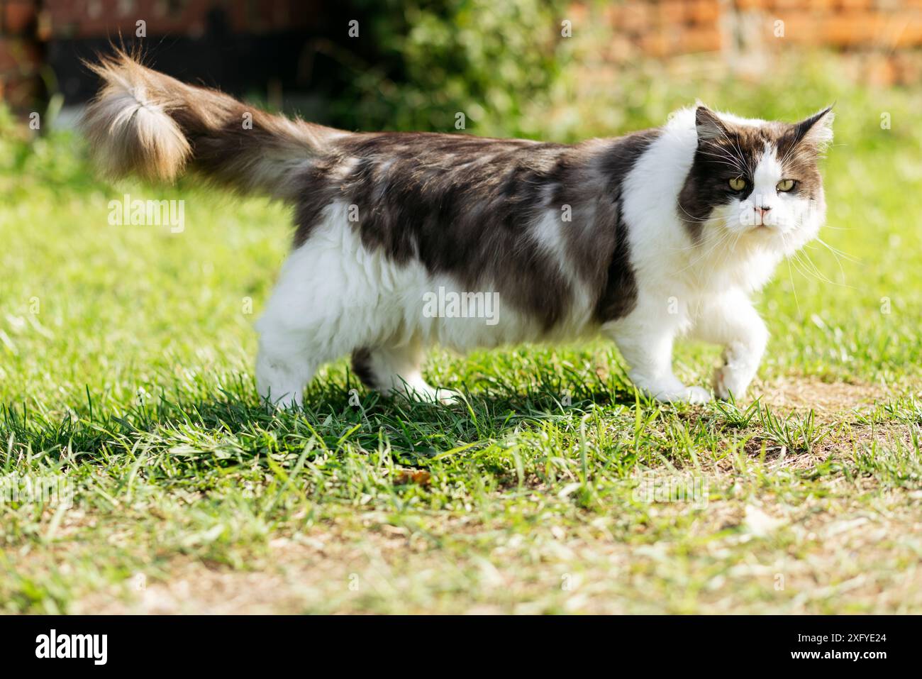 Maine Coone cat outside in the countryside Stock Photo - Alamy