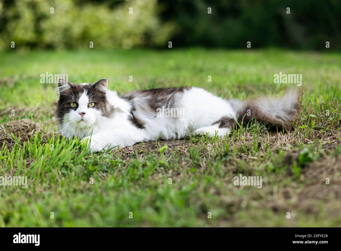 Maine Coone cat outside in the countryside Stock Photo - Alamy