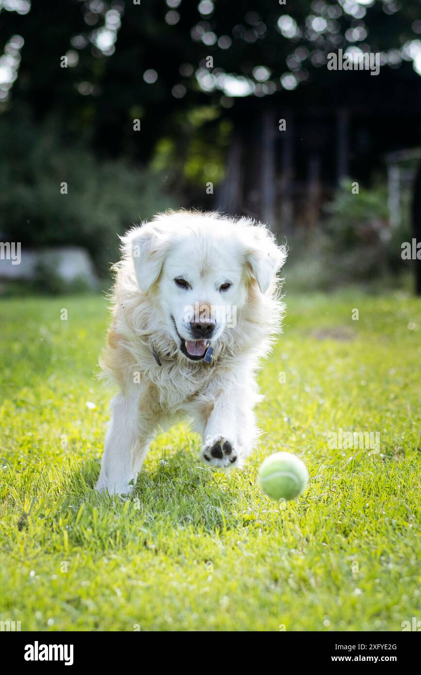 Golden retriever playing with tennis ball hi-res stock photography and ...