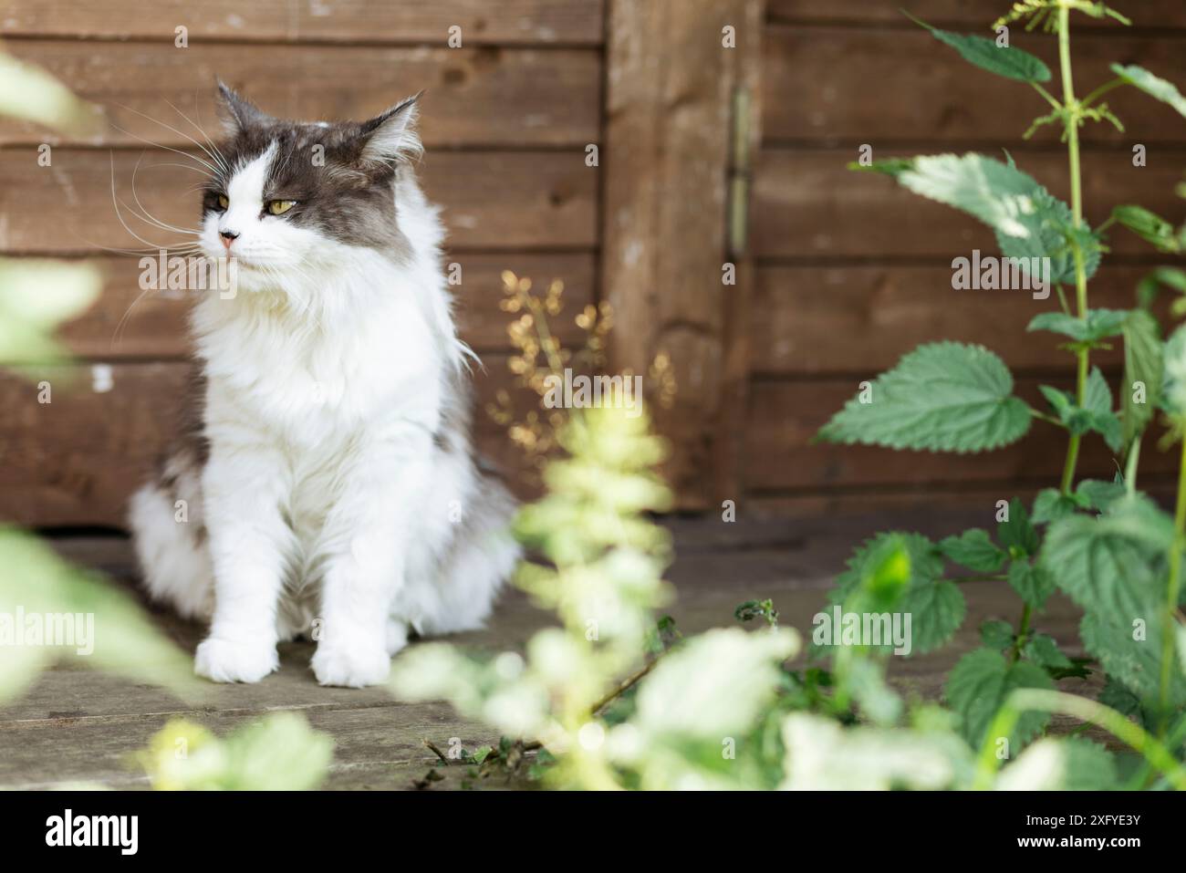 Maine Coone cat outside in the countryside Stock Photo - Alamy