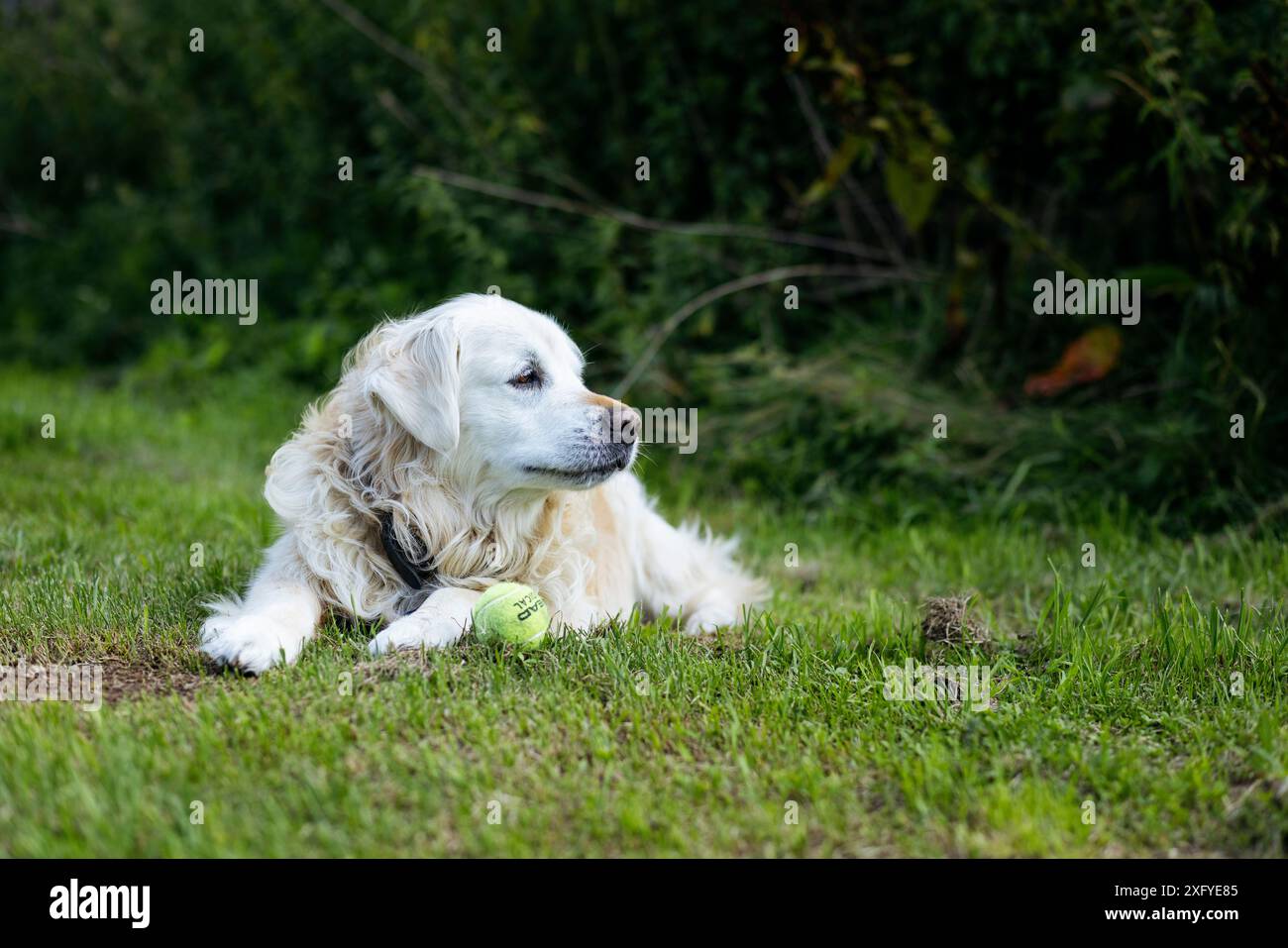 Golden retriever outside playing with a tennis ball hi-res stock ...