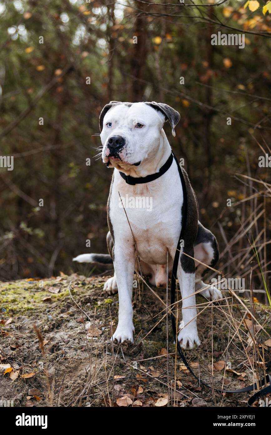 Fall into the pit hi-res stock photography and images - Alamy
