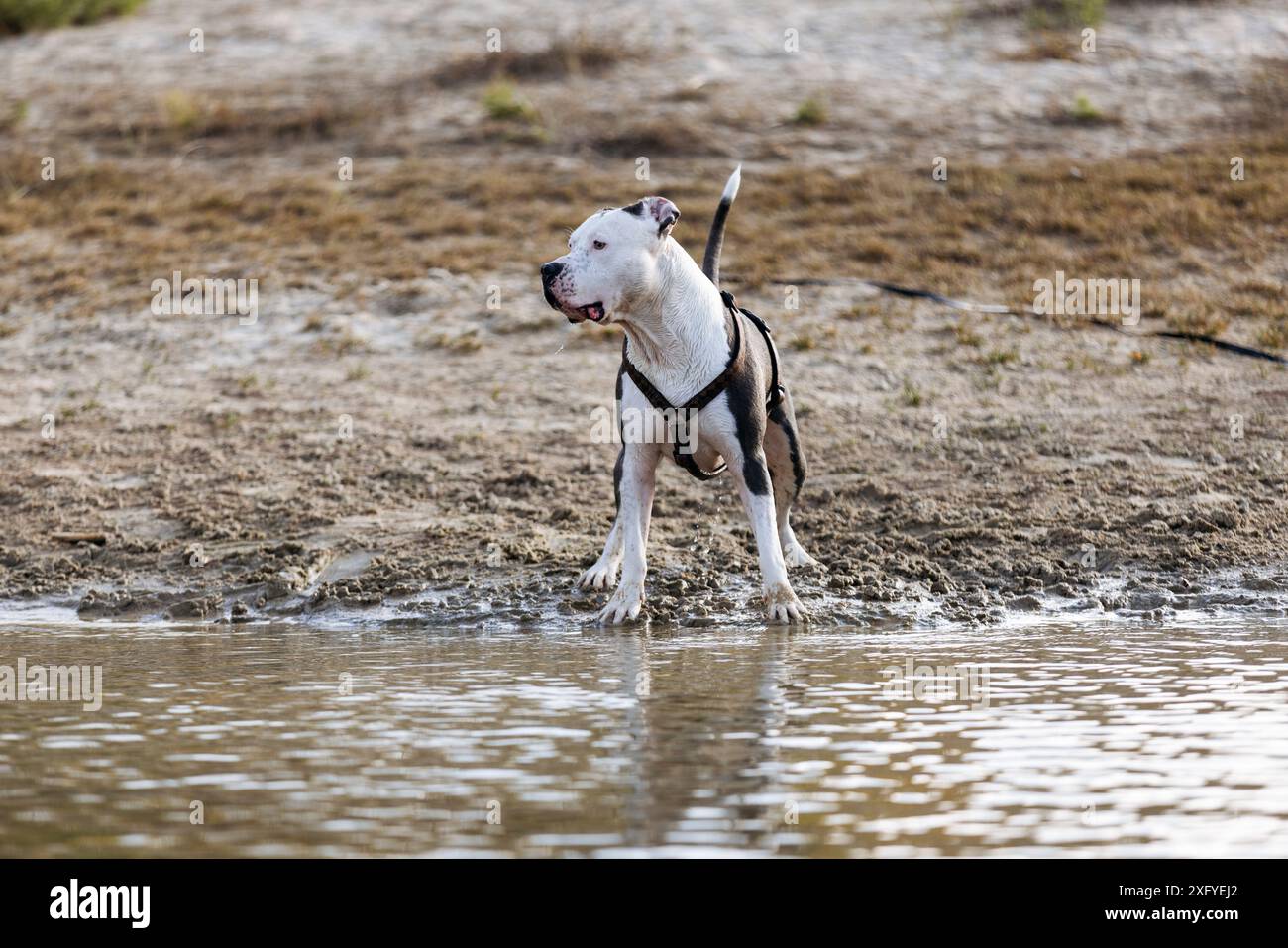 Pitbull dog standing hi-res stock photography and images - Alamy