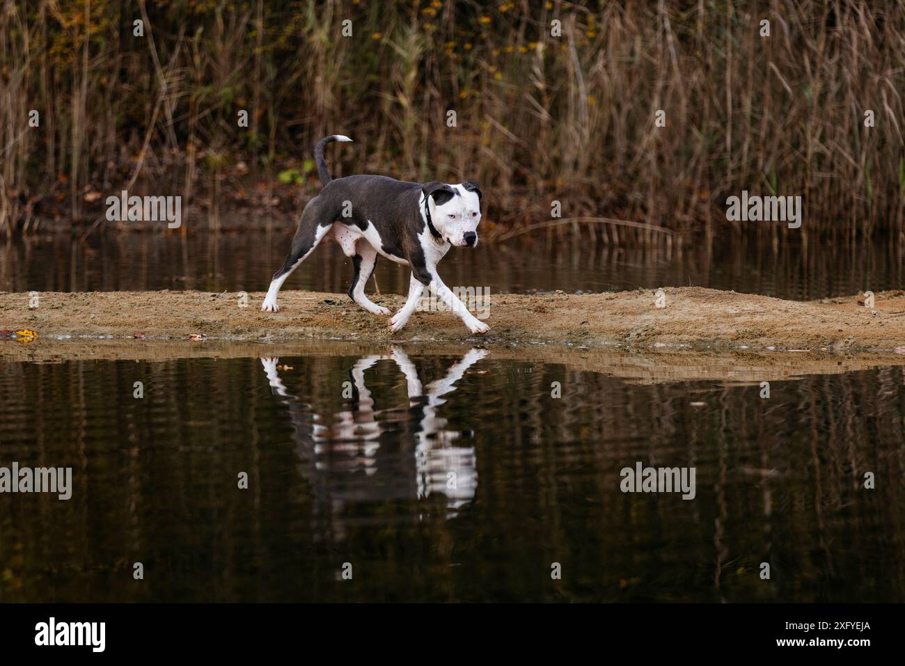 Pitbull male has fun in the water in fall Stock Photo - Alamy