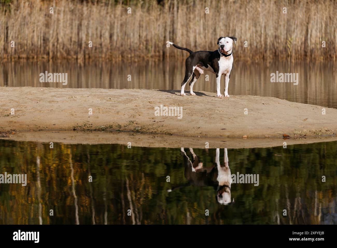 Shot pit bull standing hi-res stock photography and images - Alamy