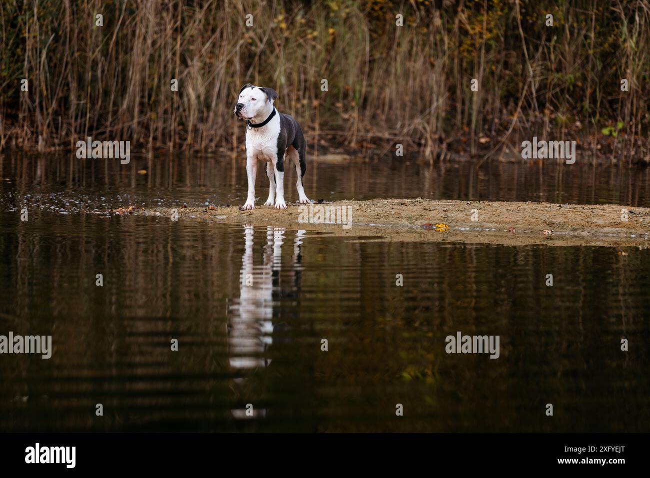 Pitbull male has fun in the water in fall Stock Photo - Alamy