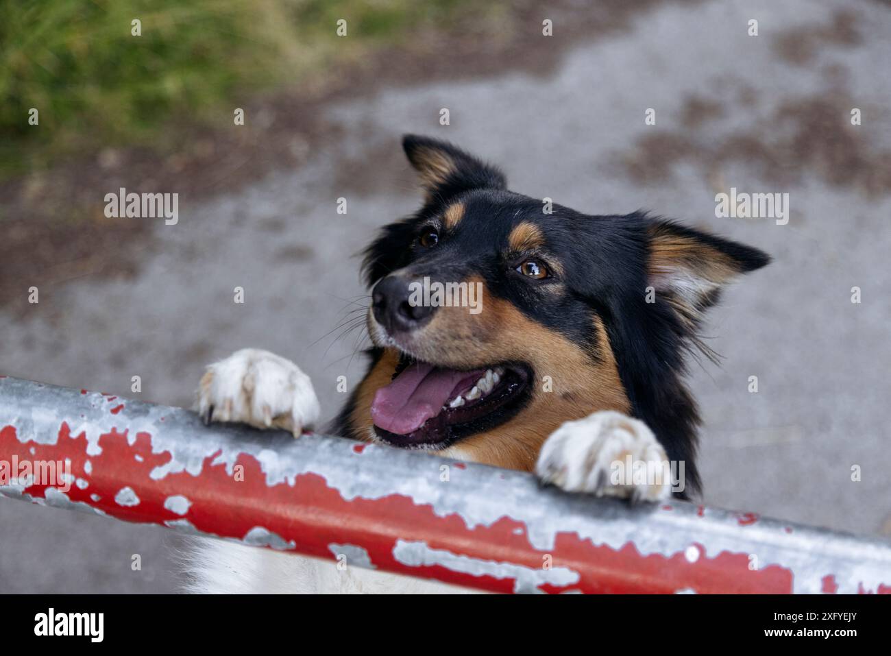 Australian shepard black tri female at a barrier hi-res stock ...
