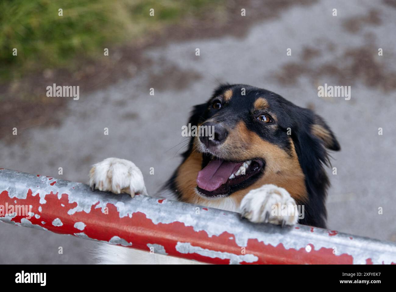 Australian shepard black tri female at a barrier hi-res stock ...