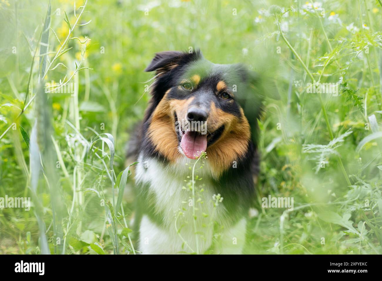 Australian Shepard black tri female in summer flower meadow Stock Photo ...