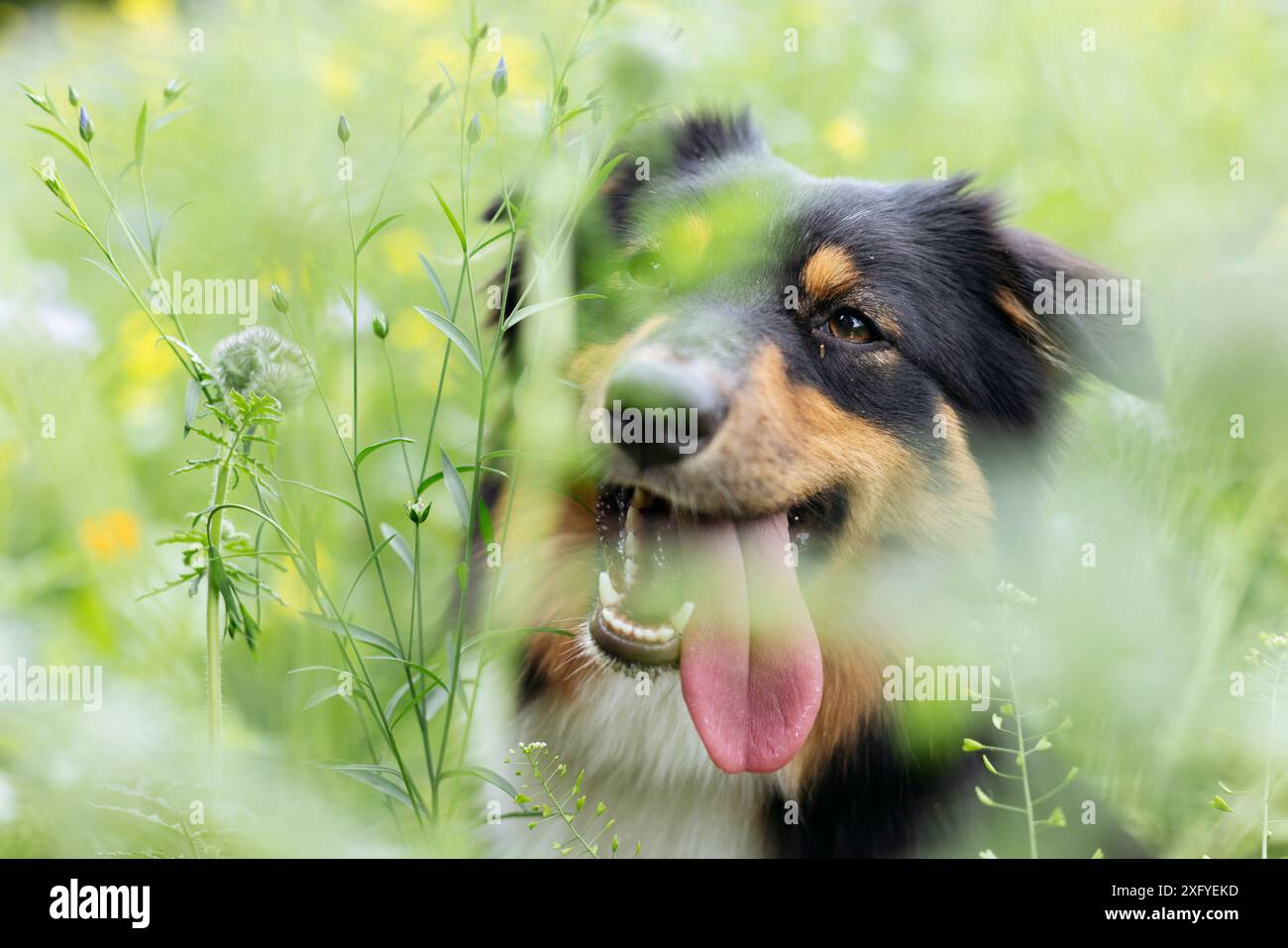 Australian Shepard black tri female in summer flower meadow Stock Photo ...