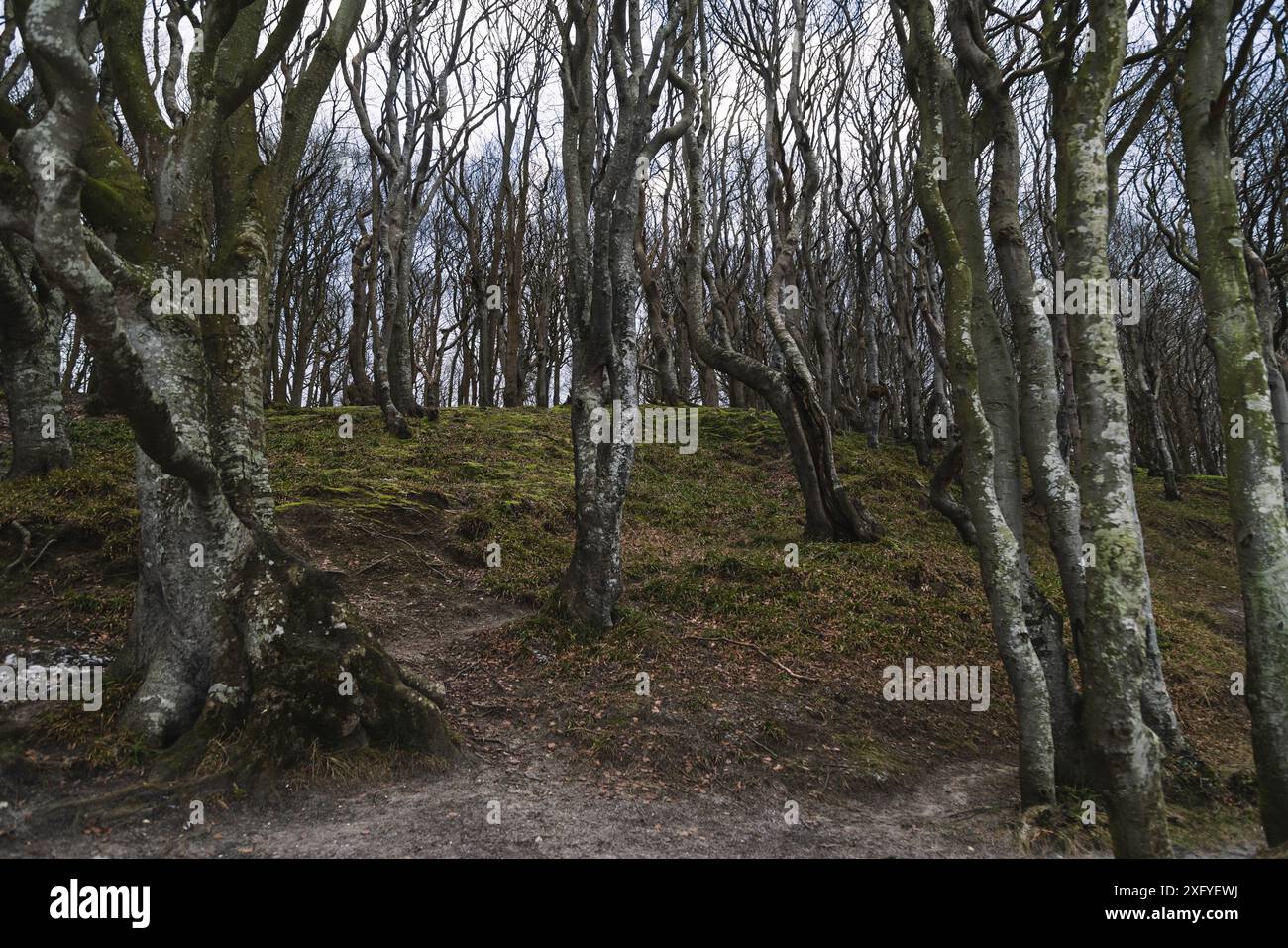 Deciduous forest in the spring valley in Glücksburg in January Stock ...