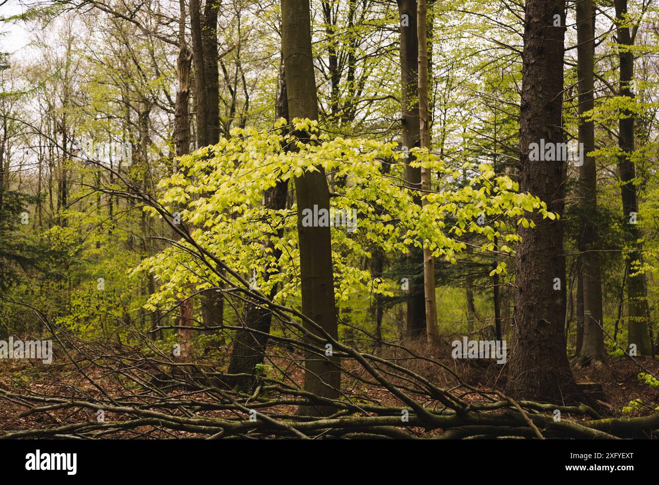 Beech forest exterior beech forest exterior hi-res stock photography ...