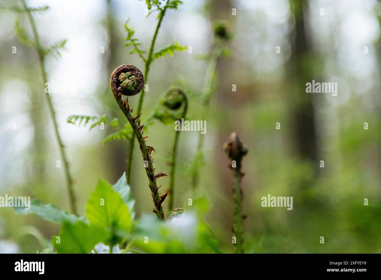 Spring in the spring valley in Glücksburg in the forest, fern roll ...