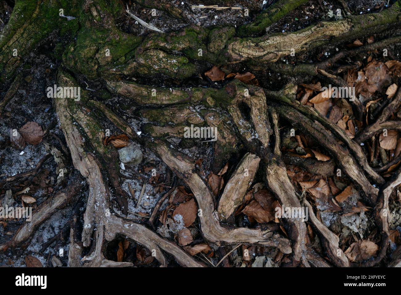 Roots of a deciduous tree Stock Photo - Alamy