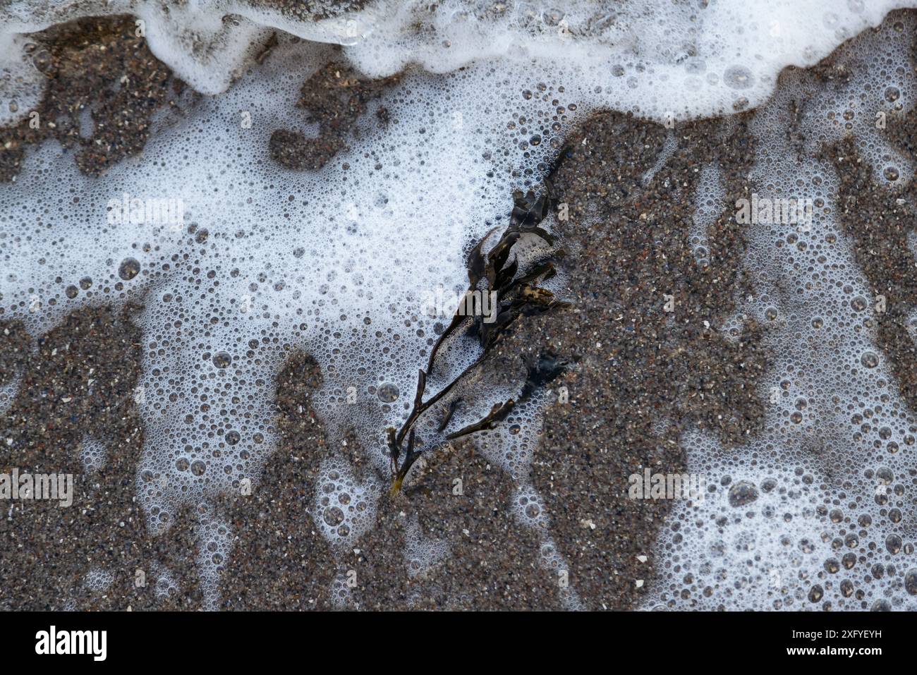 Baltic sea spray in winter with seaweed on the beach hi-res stock ...