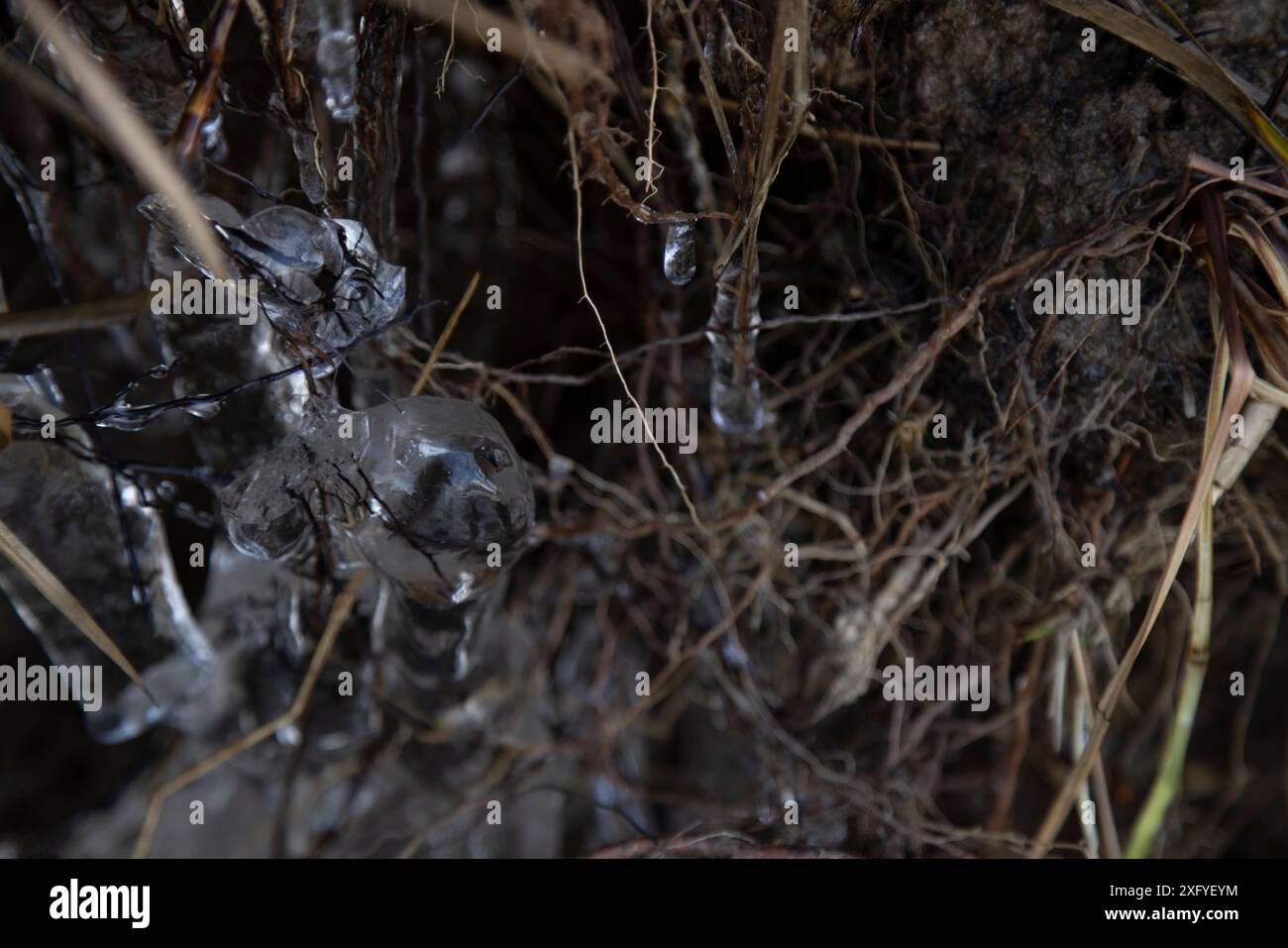 Root system with icicles in the spring valley on the Baltic Sea Stock ...