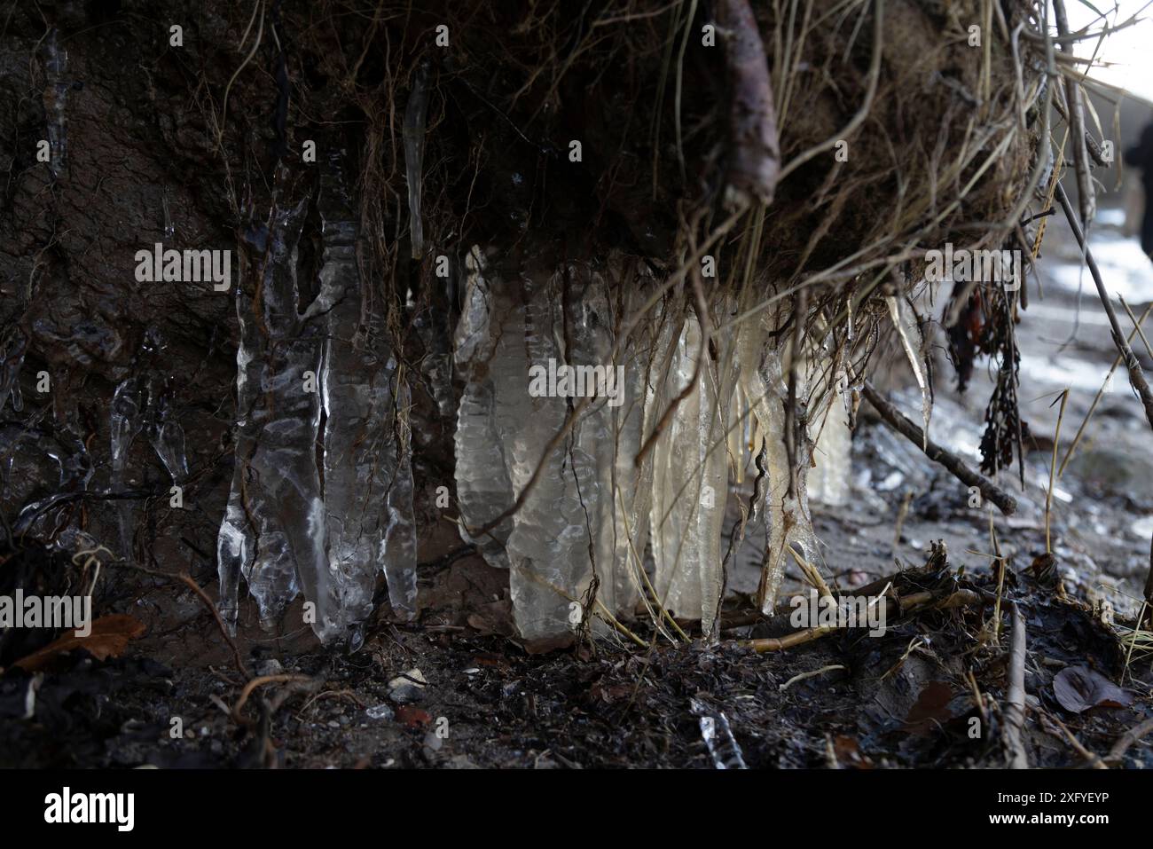 Root system with icicles in the spring valley on the Baltic Sea Stock ...