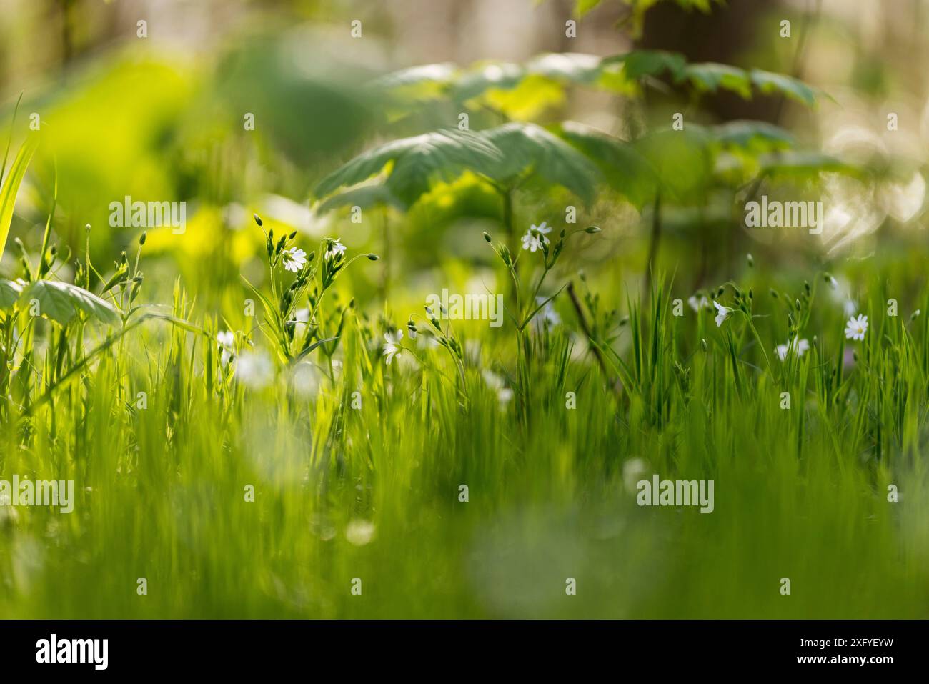 Spring in the spring valley in glucksburg in the forest hi-res stock ...