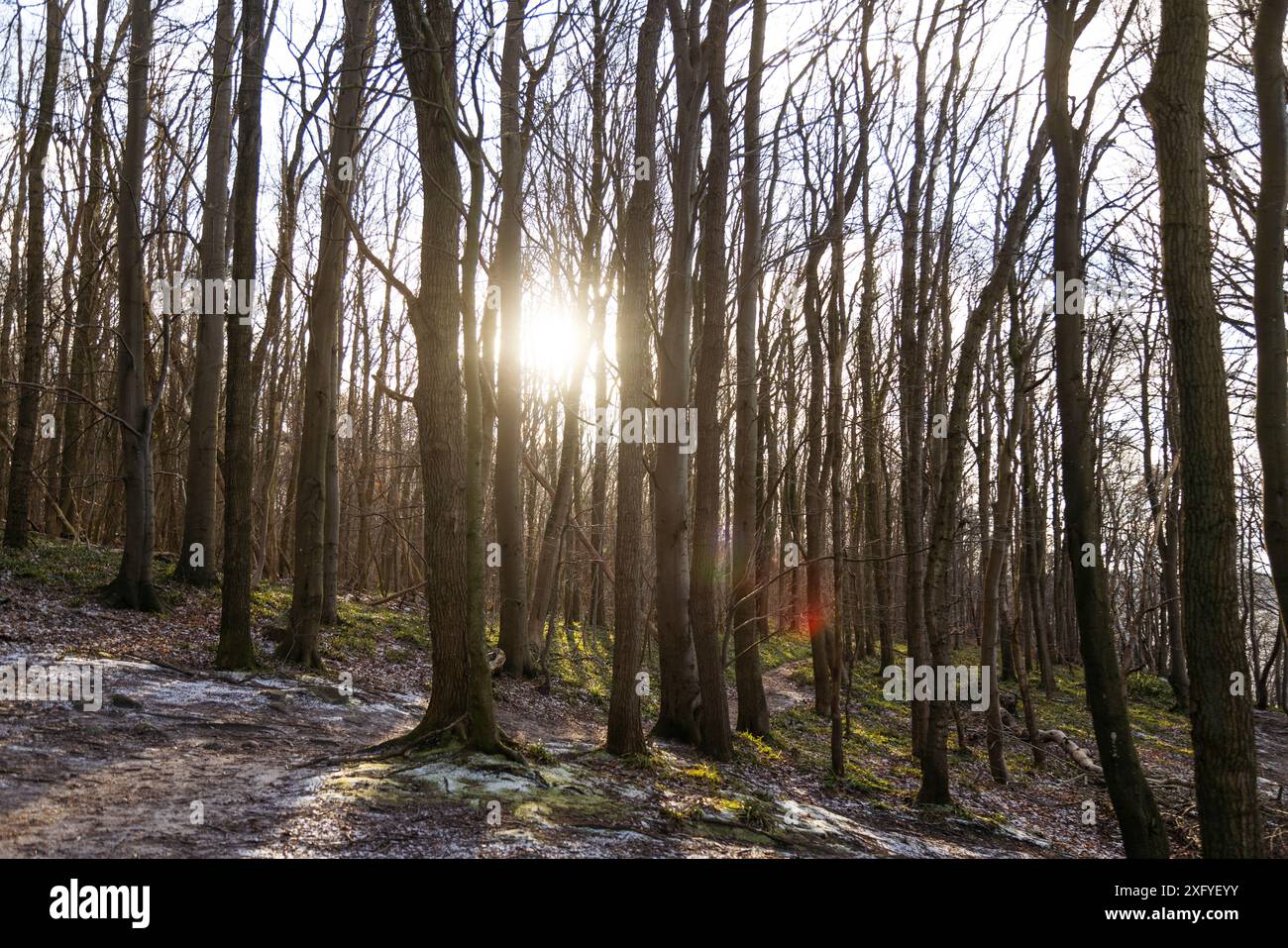 Spring in the spring valley in glucksburg in the forest hi-res stock ...