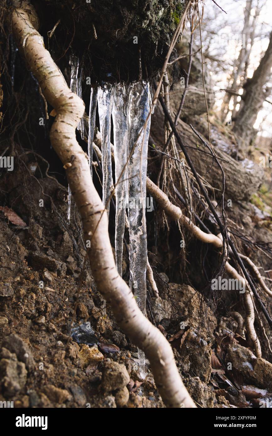 Root system with icicles in the spring valley on the Baltic Sea Stock ...