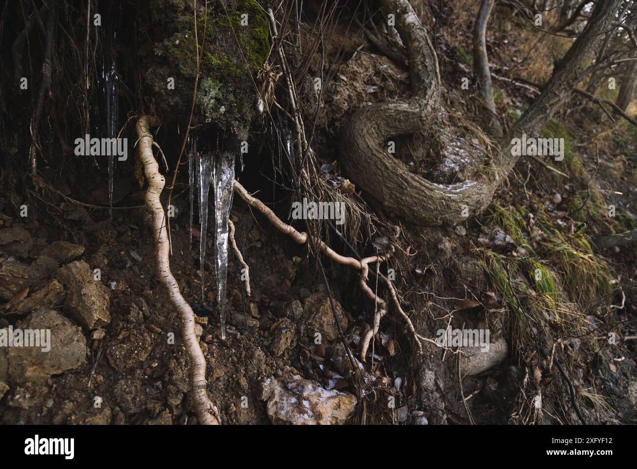 Root system with icicles in the spring valley on the Baltic Sea Stock ...