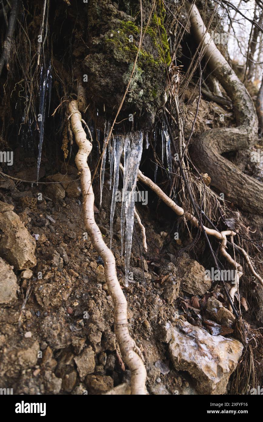 Root system with icicles in the spring valley on the Baltic Sea Stock ...