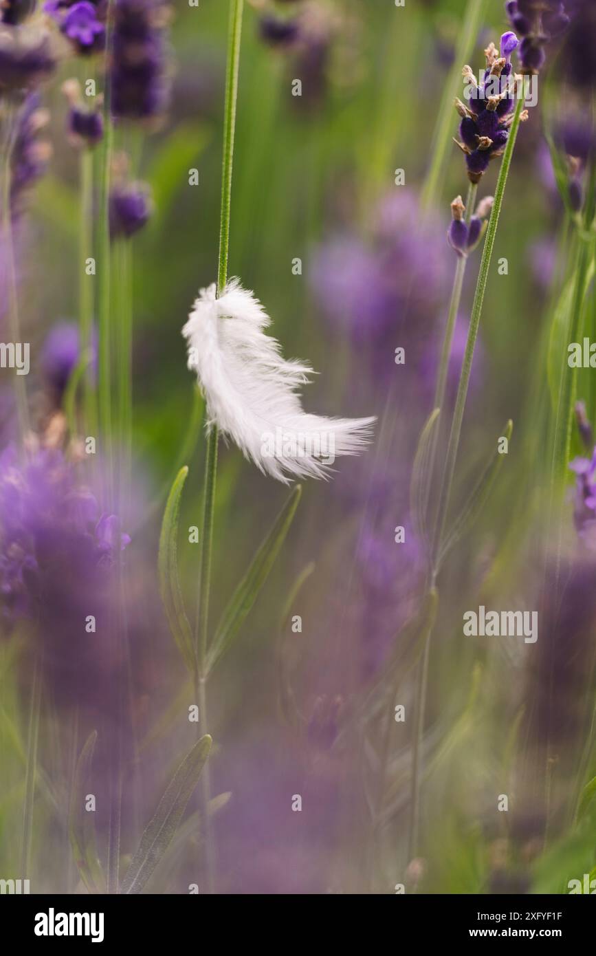 White feather in lavender flowers Stock Photo - Alamy