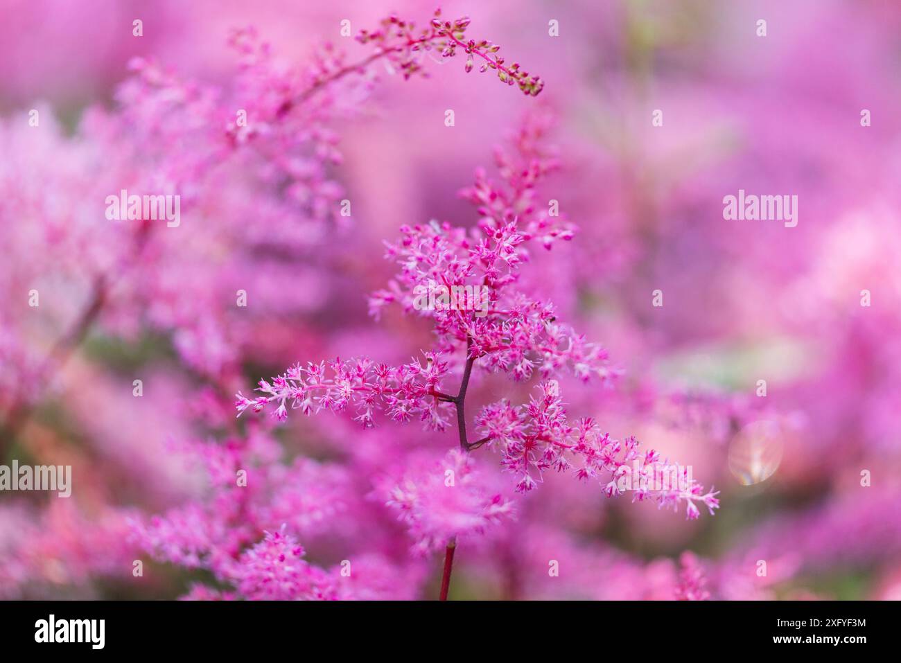 Pink astilbe plant hi-res stock photography and images - Alamy
