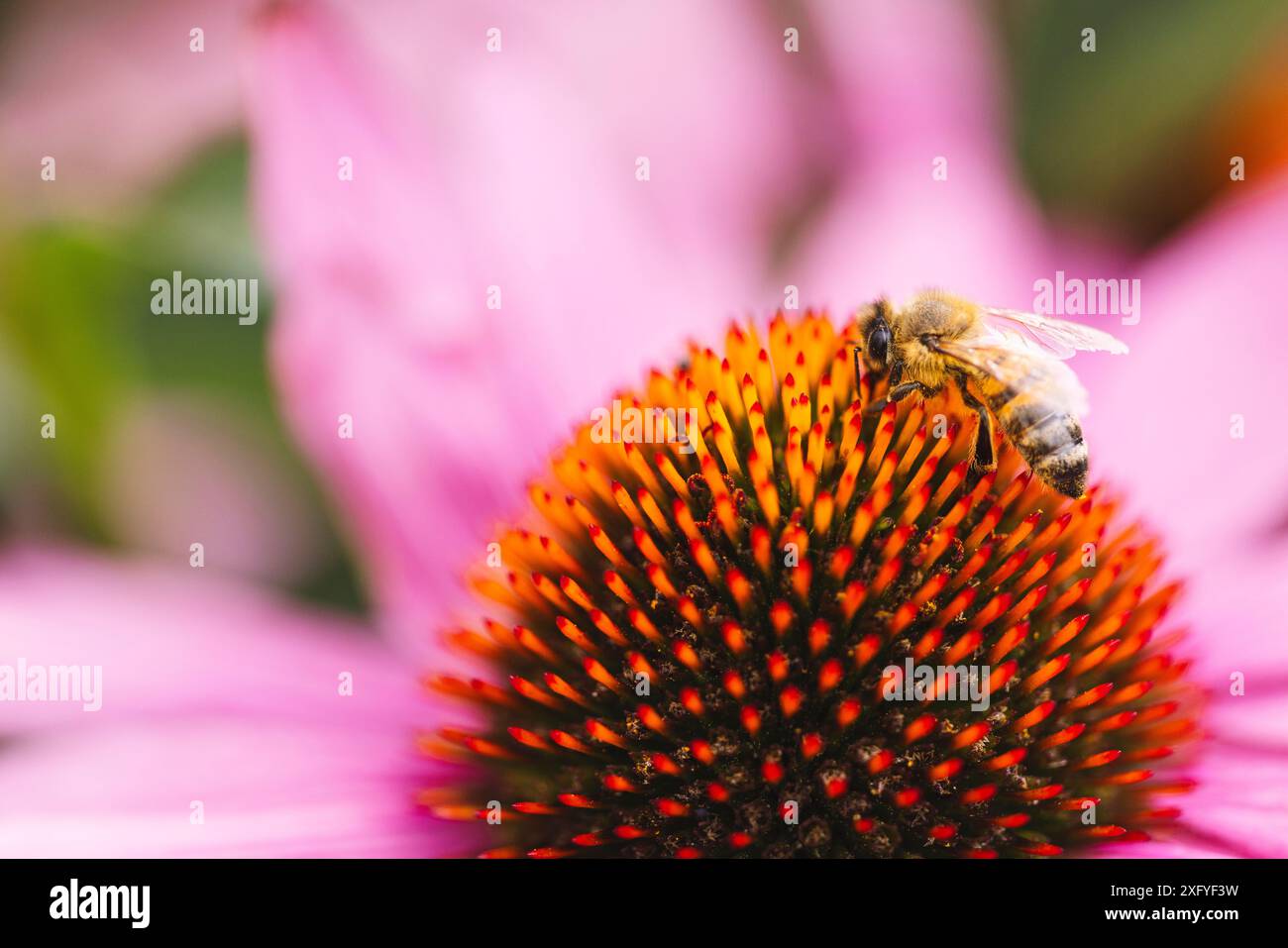 Echinacea purple min insects hi-res stock photography and images - Alamy