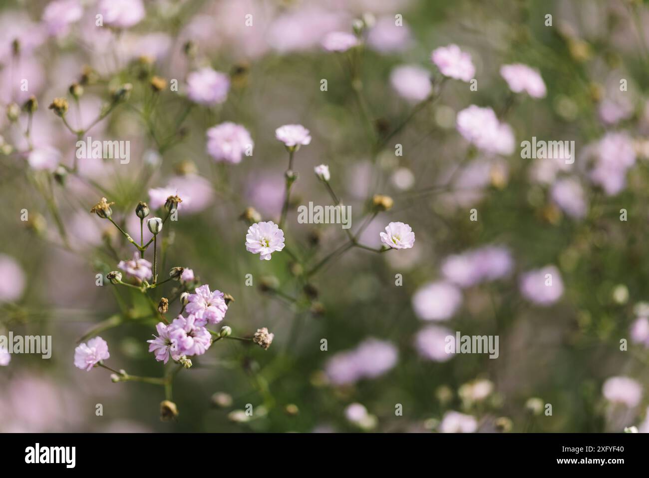 Gypsophila paniculata flower hi-res stock photography and images - Alamy