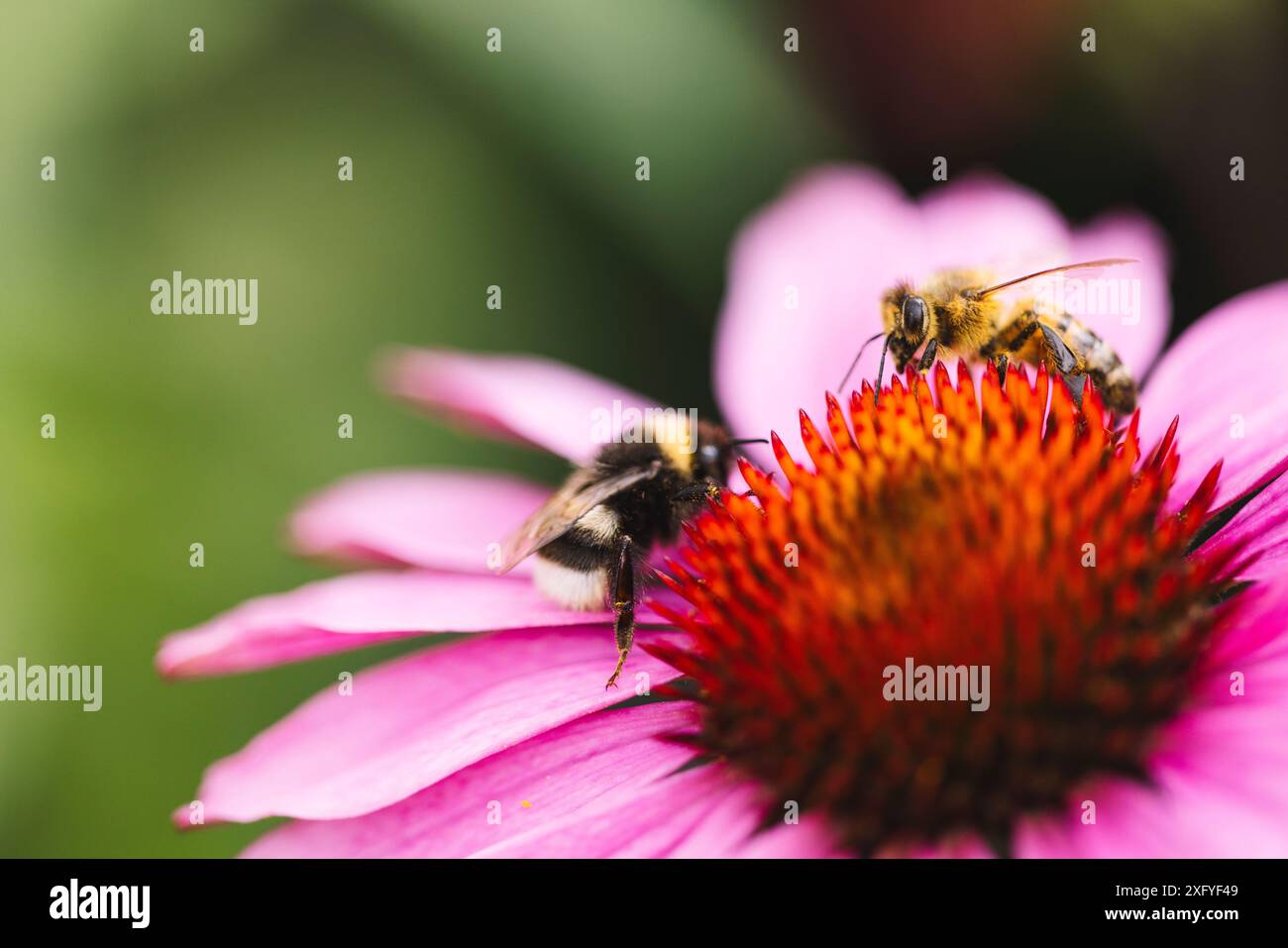Echinacea purple min insects hi-res stock photography and images - Alamy