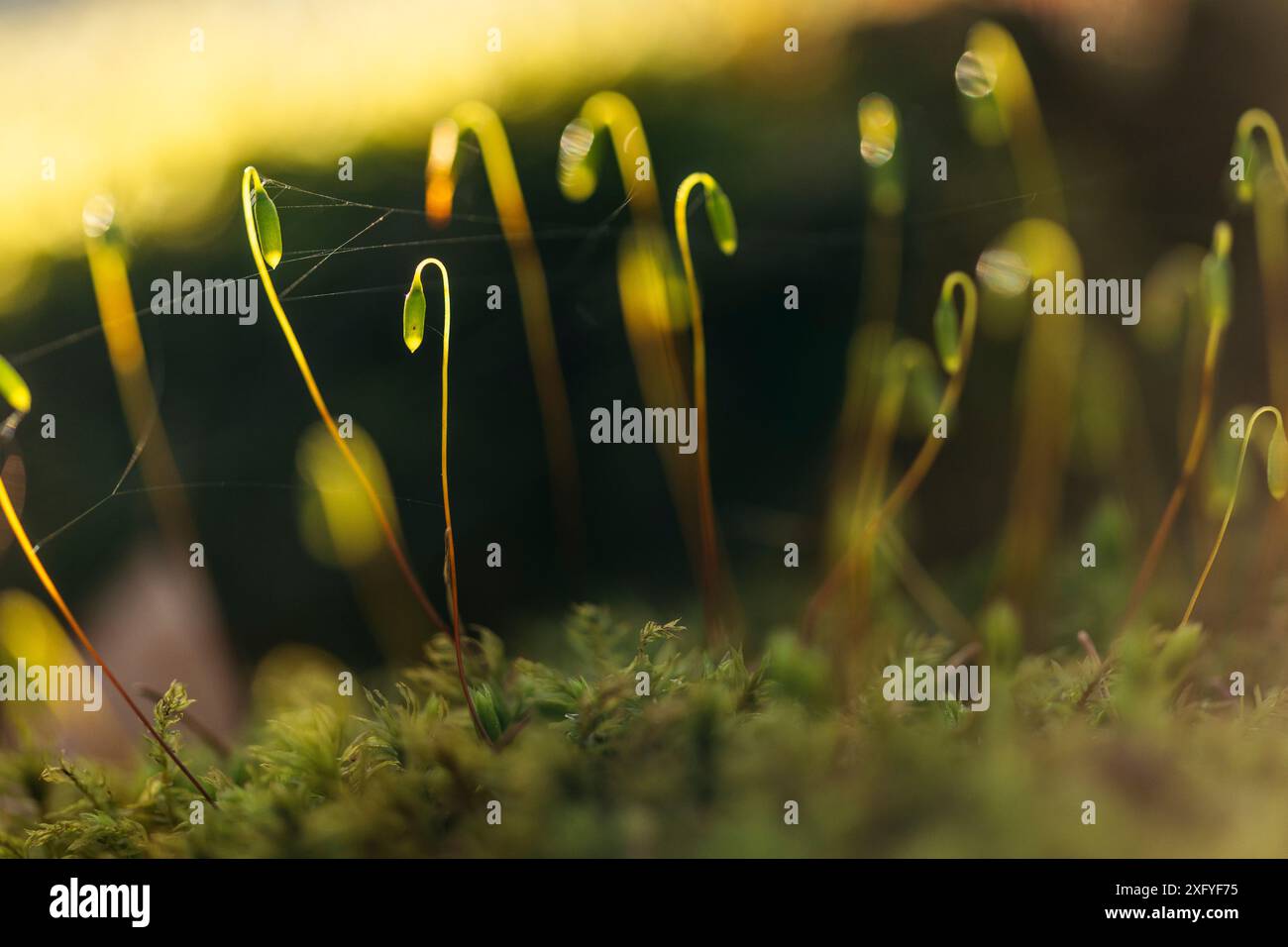 Golden lady's moss (Polytrichum commune), common moss - spore capsules ...