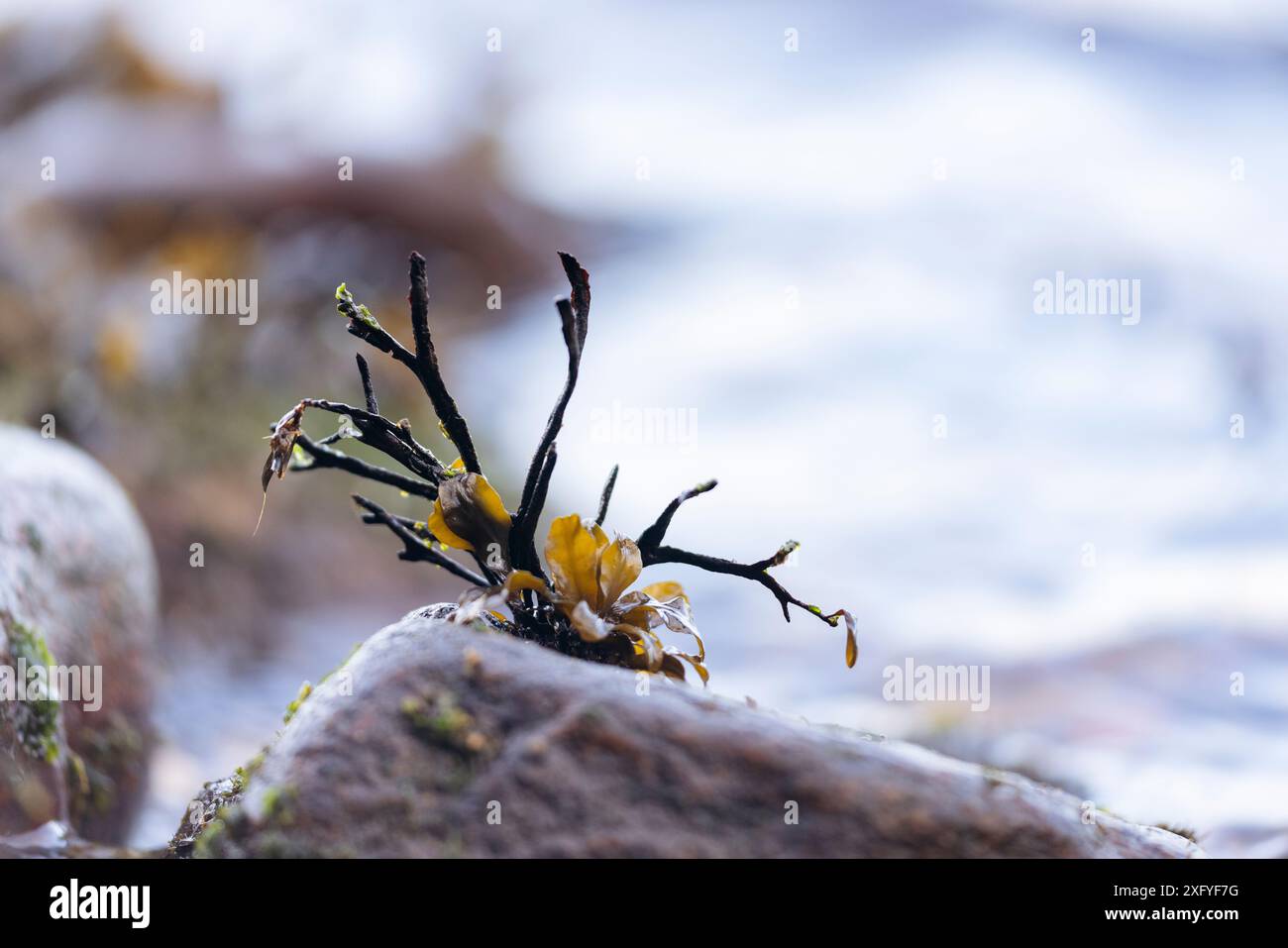 Growth stone hi-res stock photography and images - Alamy
