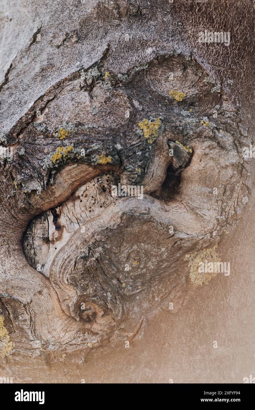 Close up shot beech tree hi-res stock photography and images - Alamy
