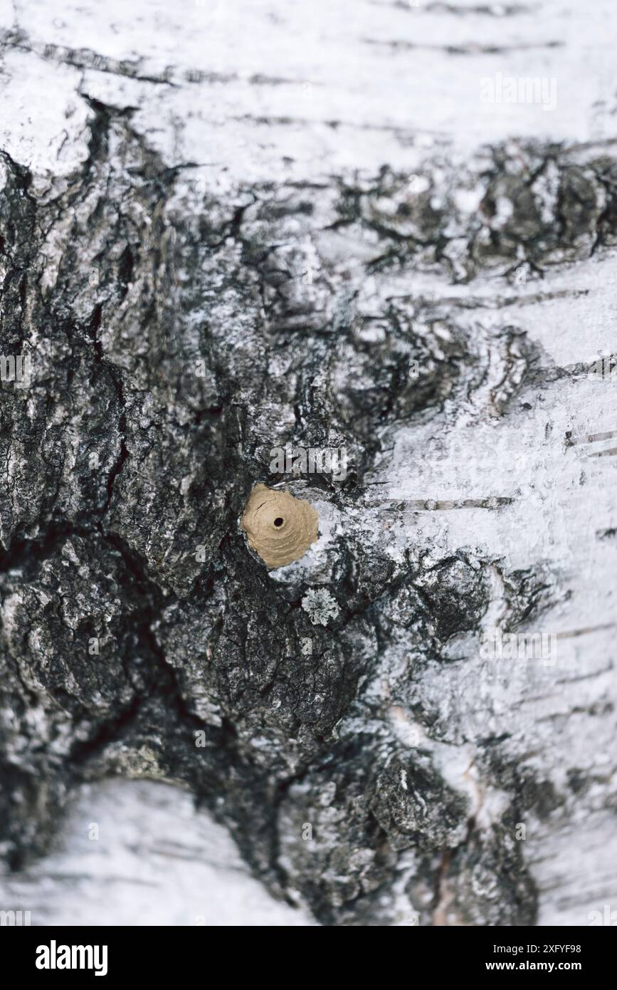 Insect nest hi-res stock photography and images - Alamy