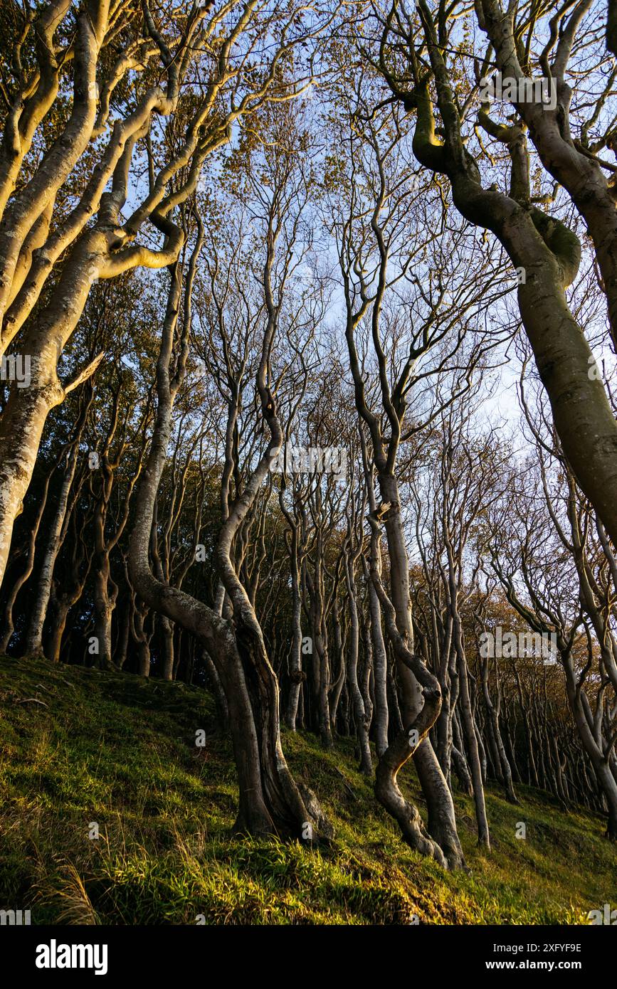 Deciduous forest in the spring valley Stock Photo - Alamy